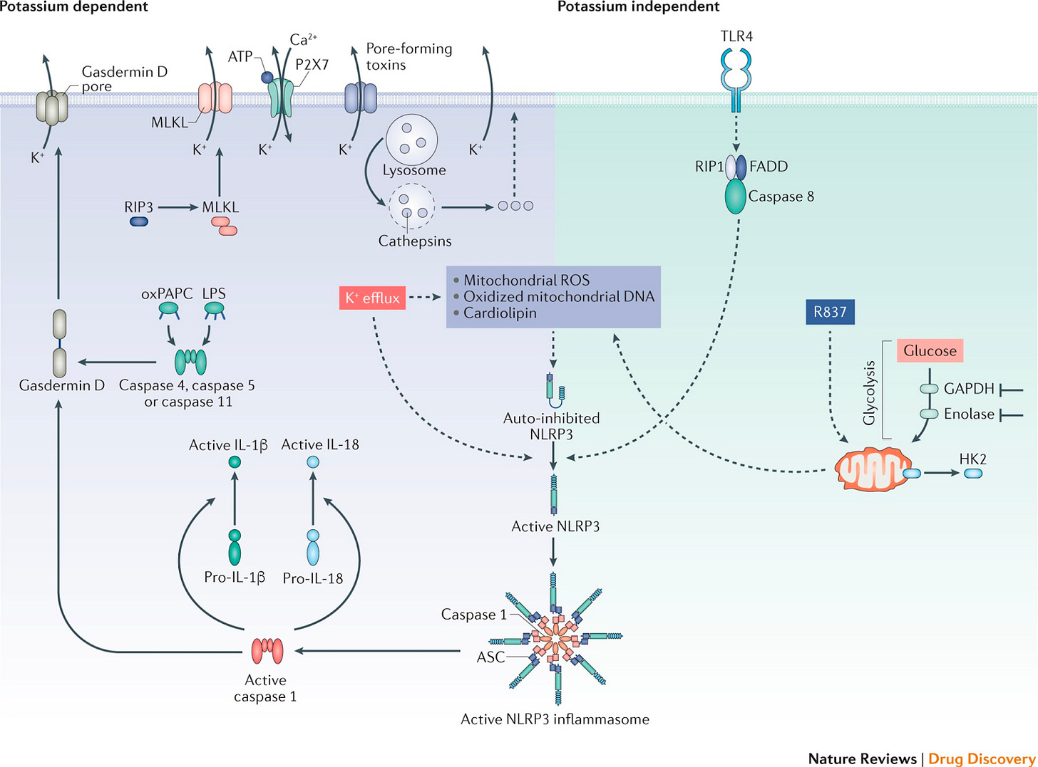Immunology Cheat Sheet - by Dylan Neel and Aniqa Tasnim