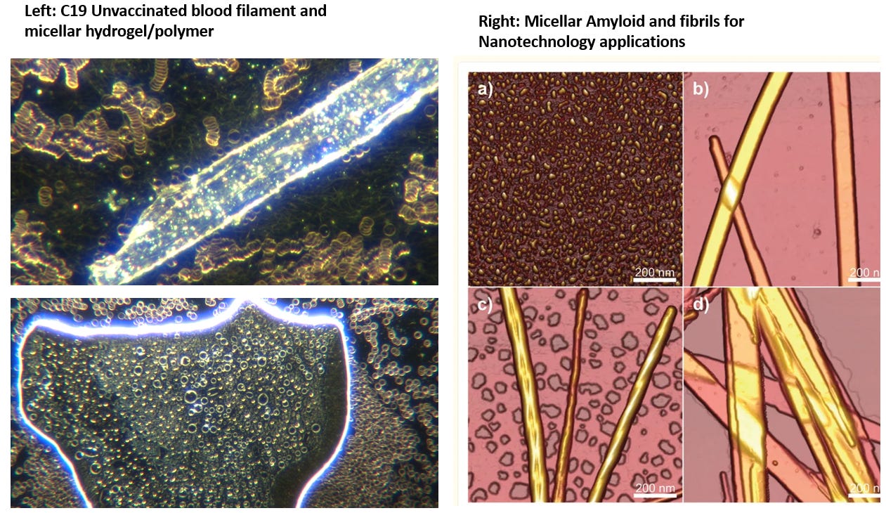 Methylene Blue Prevents And Reverses Prion Disease, Amyloid and Rubbery ...