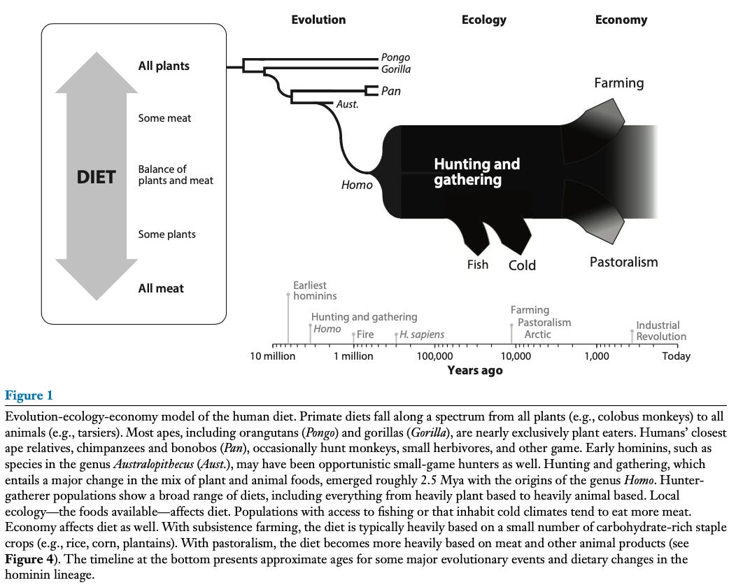 What Did Humans Evolve to Eat? - by Nick Jikomes
