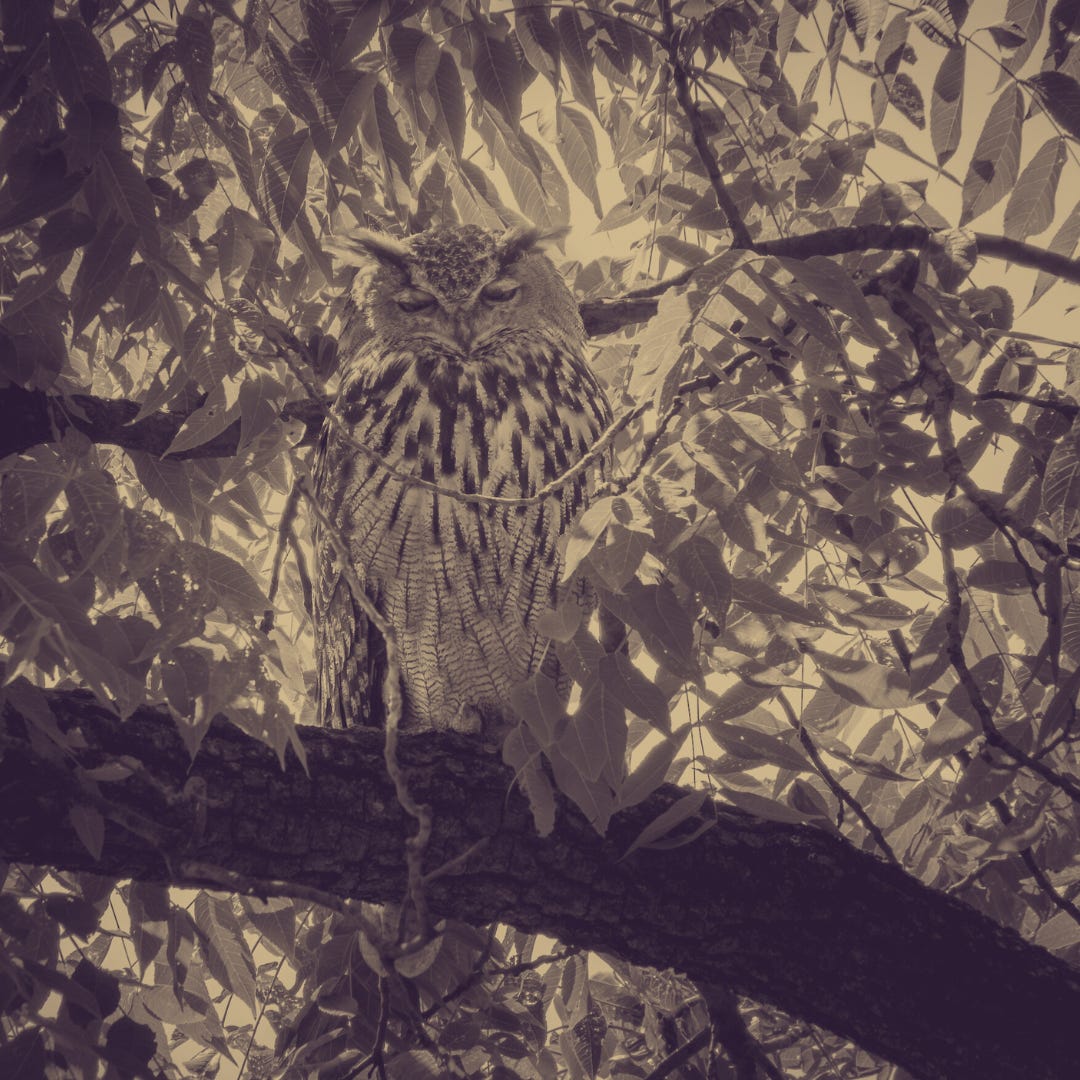 Flaco - by Bob Dolgan - This Week in Birding