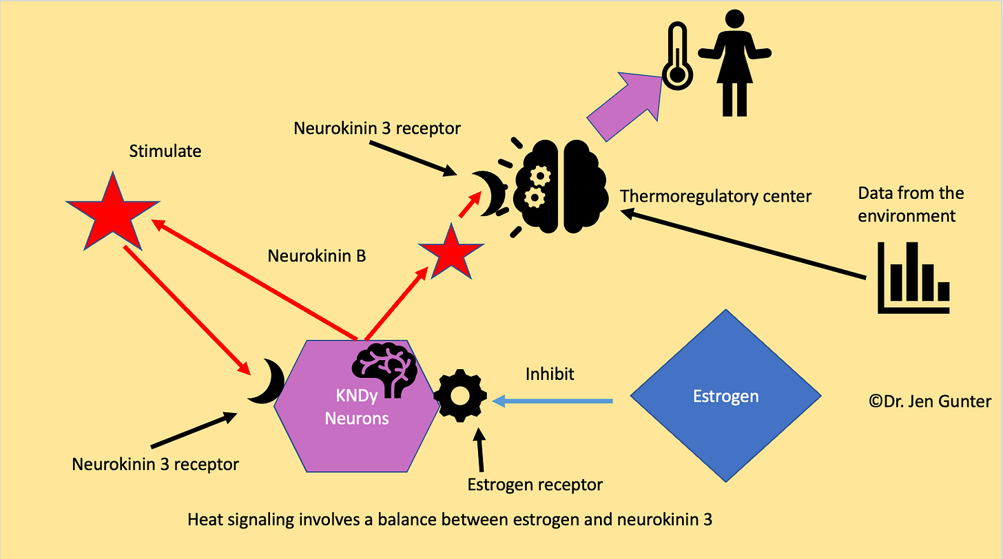 Fezolinetant, the new drug for hot flashes, gets approved by the FDA