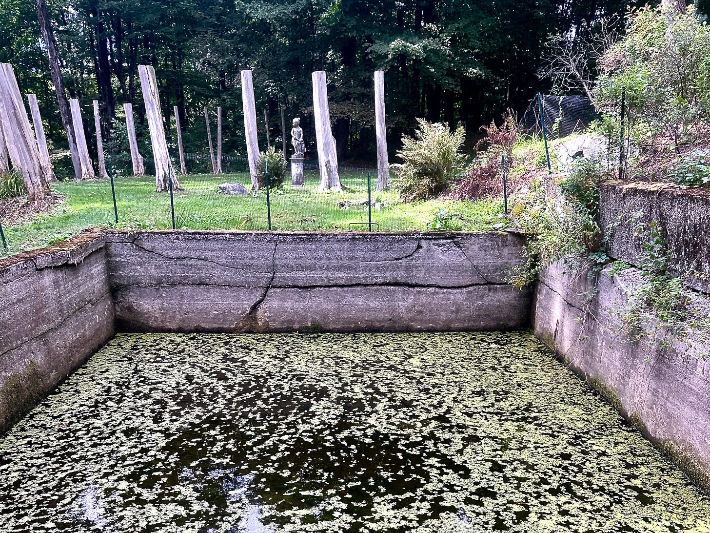 steepletop - Fox in the Dark by Lindsey Trout Hughes