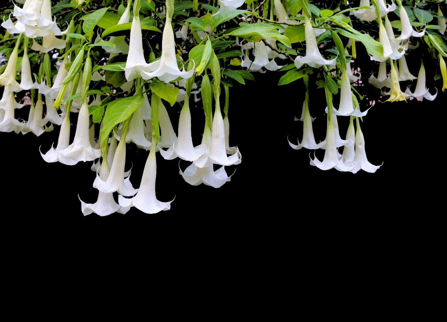 Boracherro: The Flower That Charms & Harms - Tripsitter