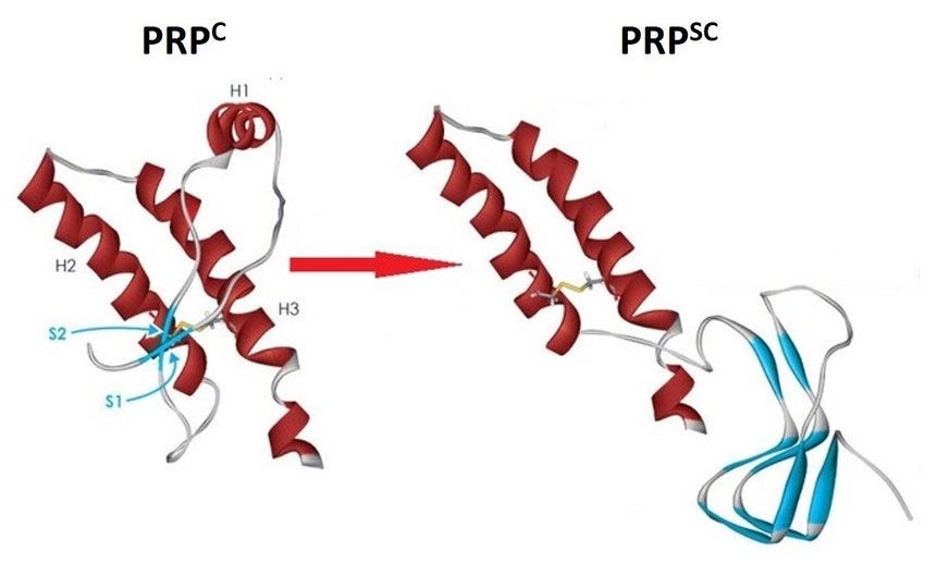 Prions: One Of These Things Is Not Like The Others