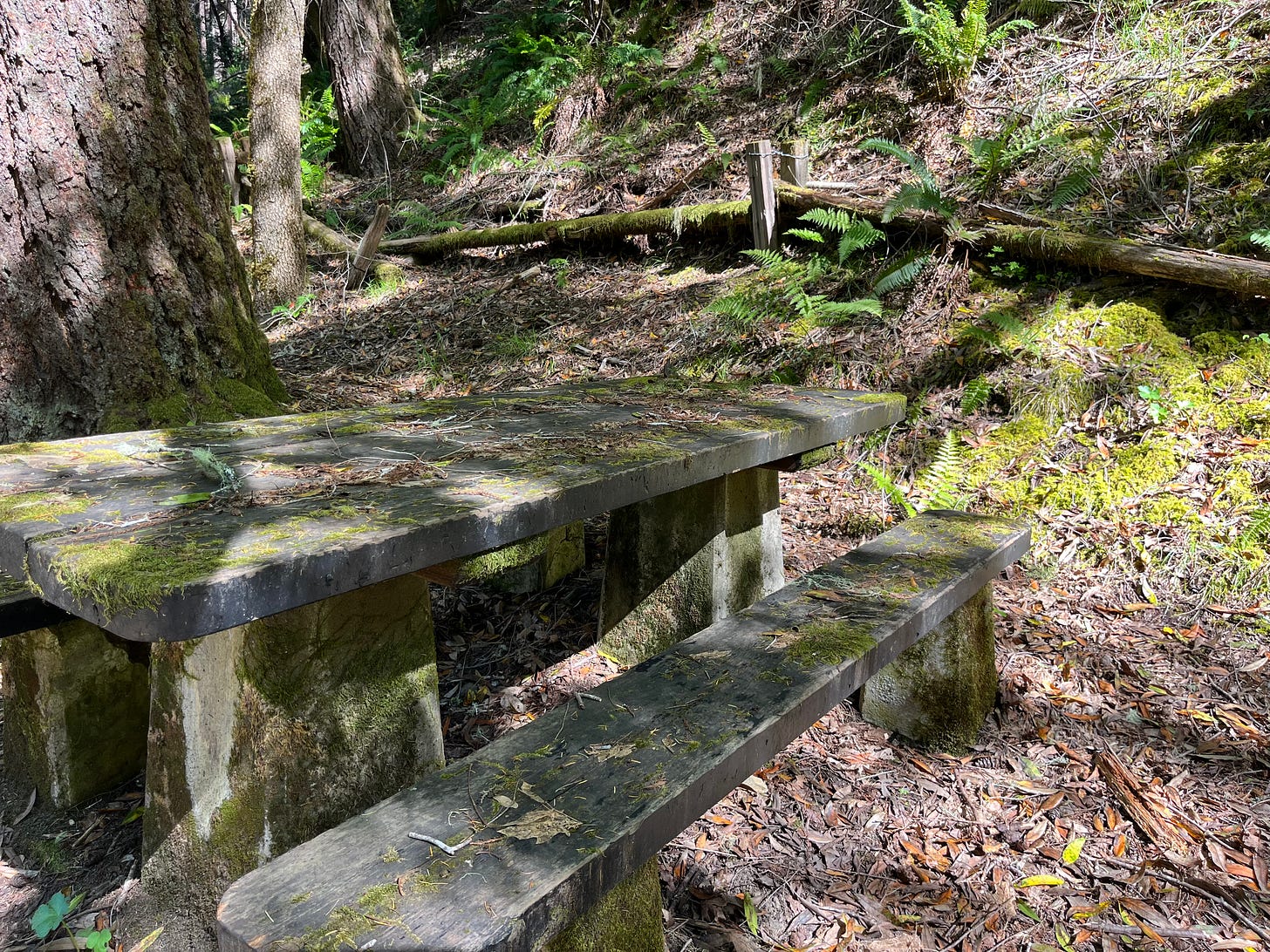 old growth trees & naming - by Alexis Slutzky