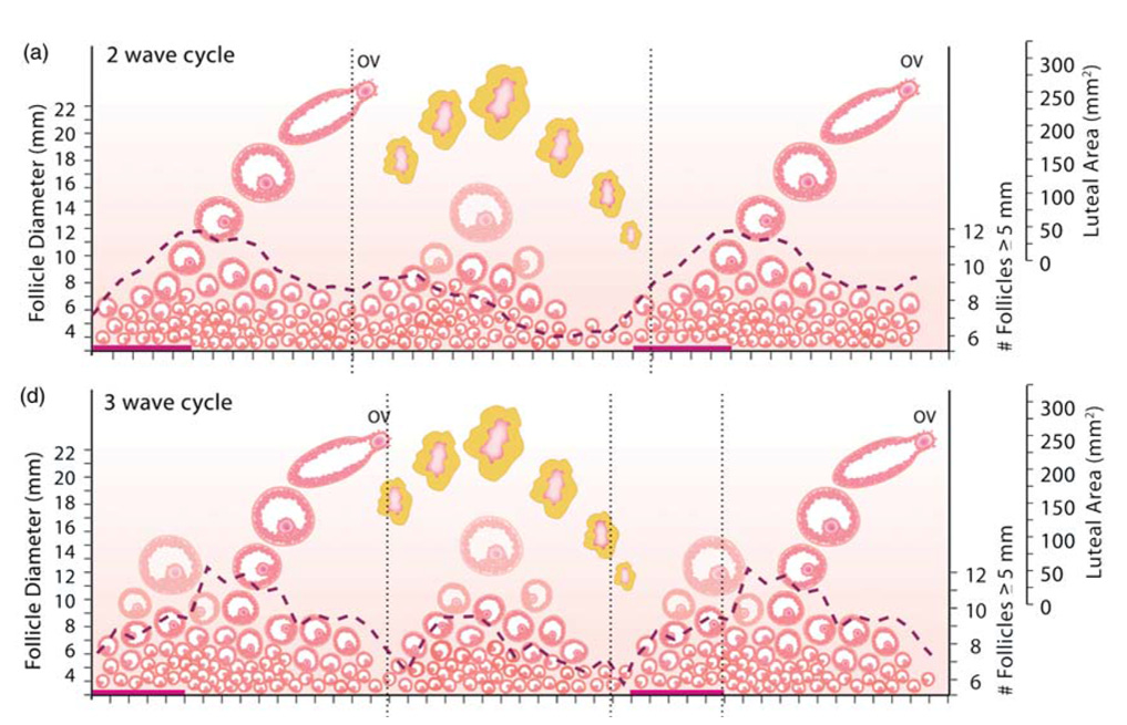 "DuoStim" - a solution to "low responder"? - by Dr. Huang