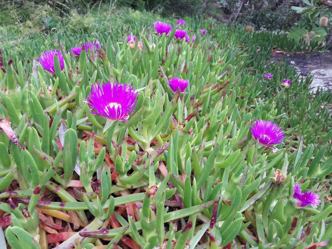 Karkalla/Pigface - by J.P. - Bush Food Forager