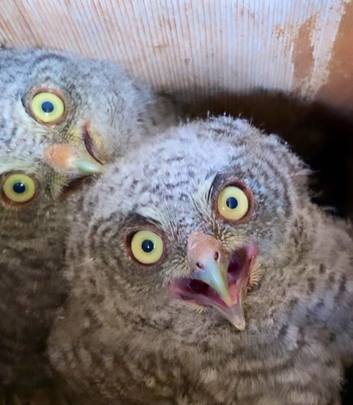 Professional human loser - Austin Kleon