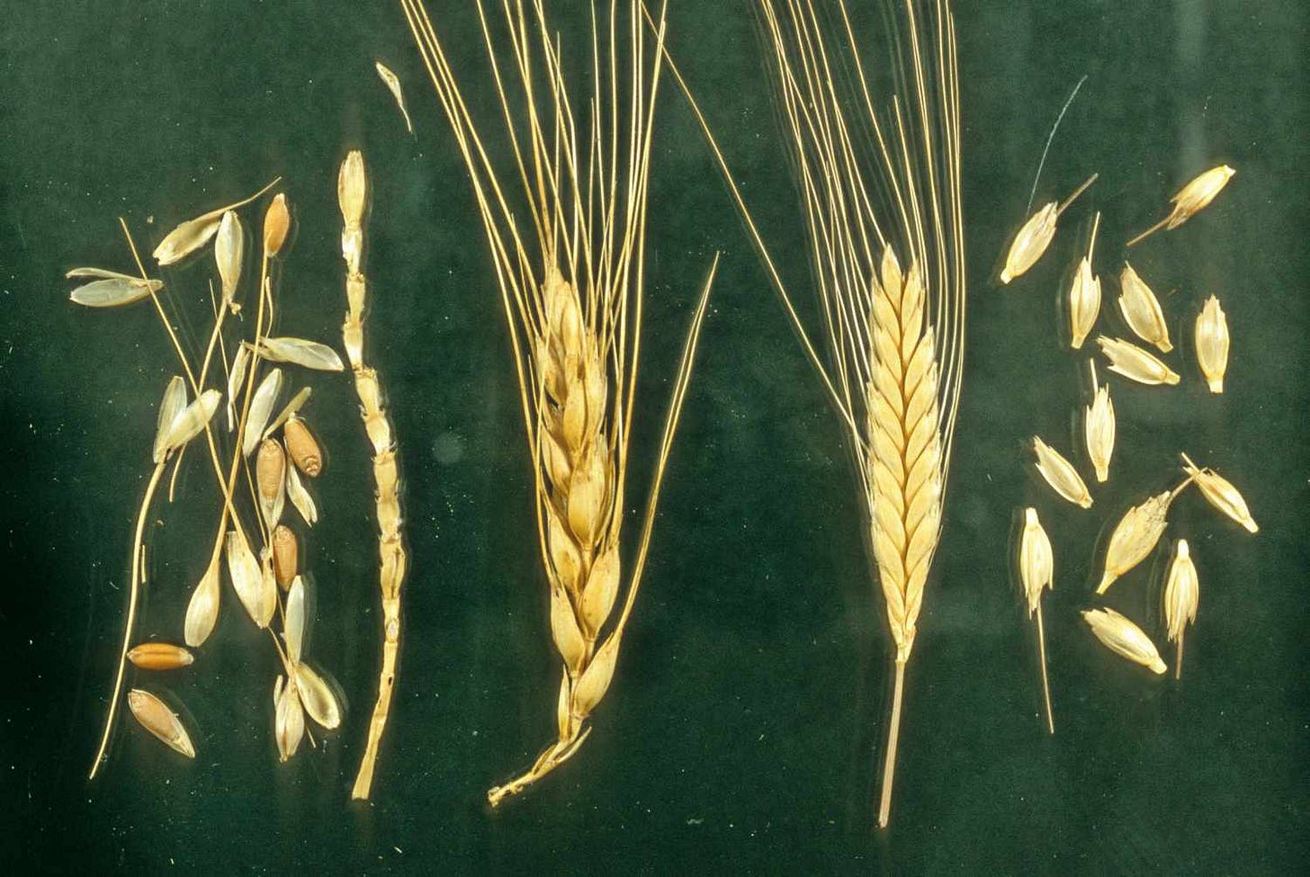 ANCESTRAL EATING: GRAINS IV: Simple Einkorn Sourdough Loaf