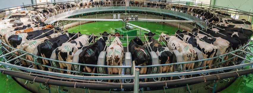 The True Cost of Factory Farming: Ethics, Environment, and Health