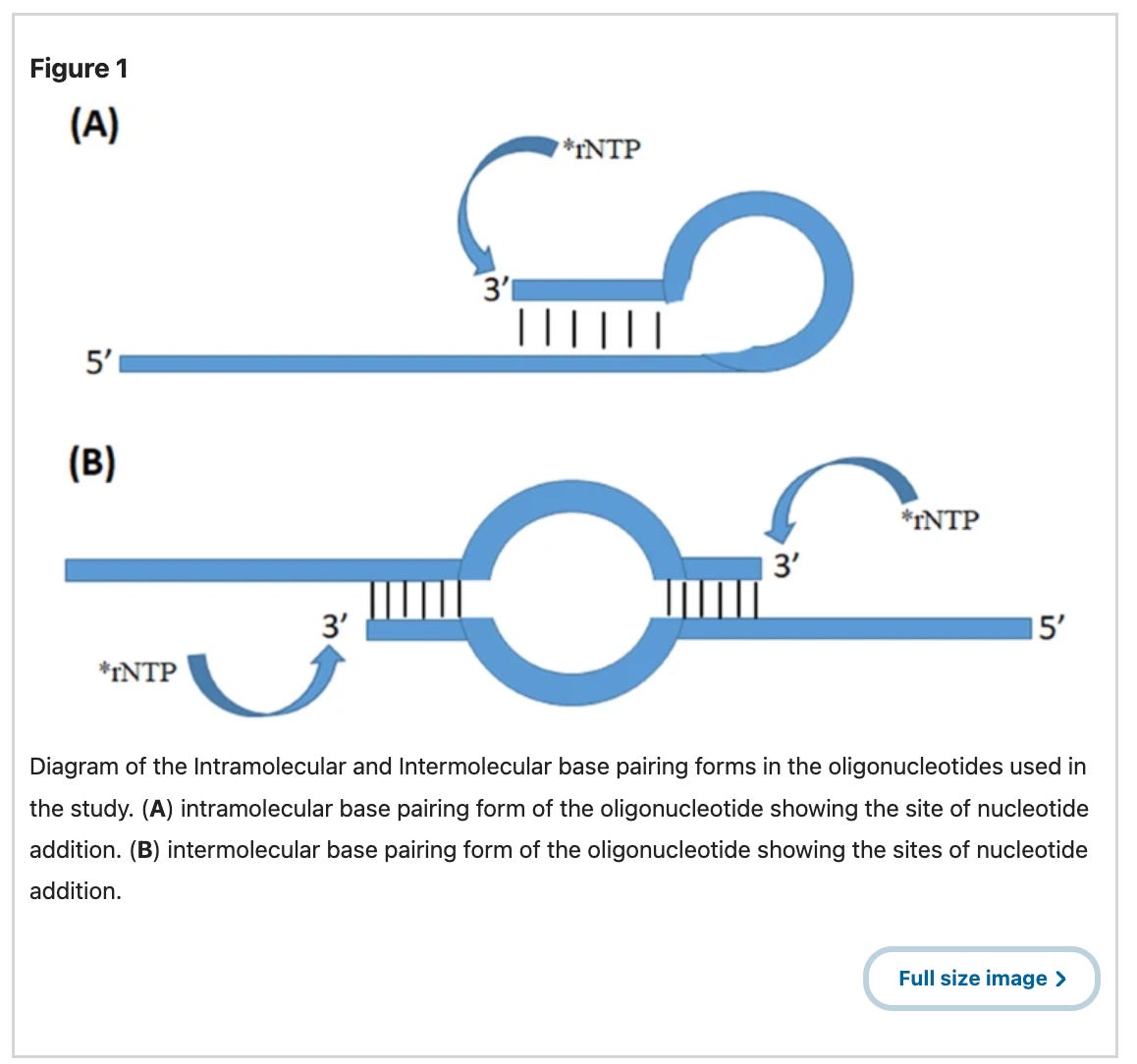Why is a Fauci HIV vax sequence in a Moderna's C19 vaccine?