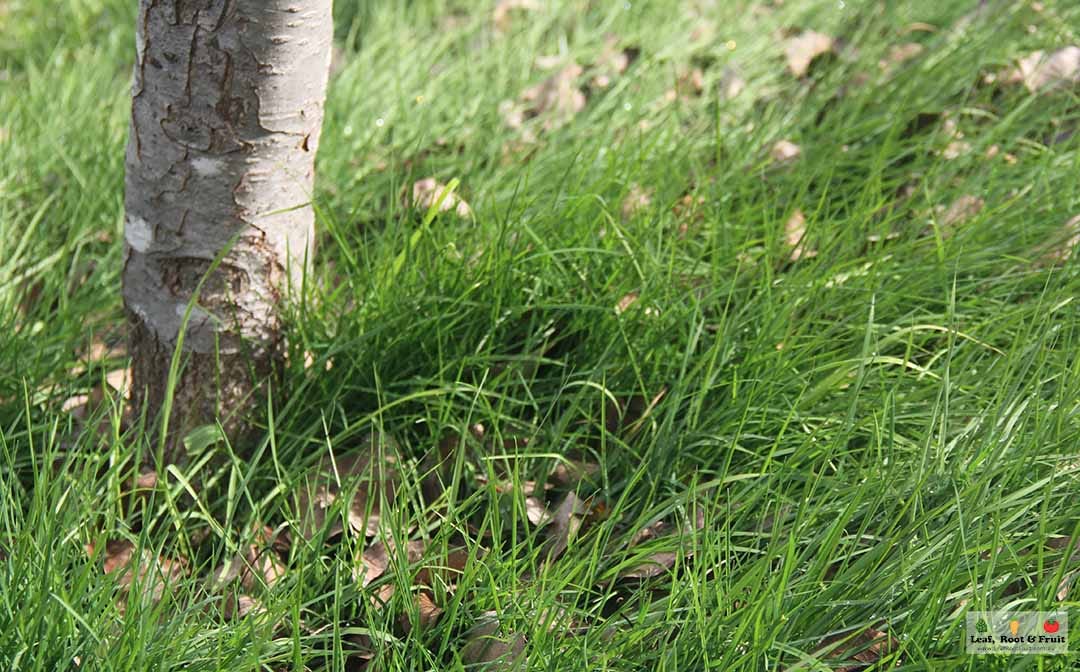 Options for Backyard Orchard Ground Cover