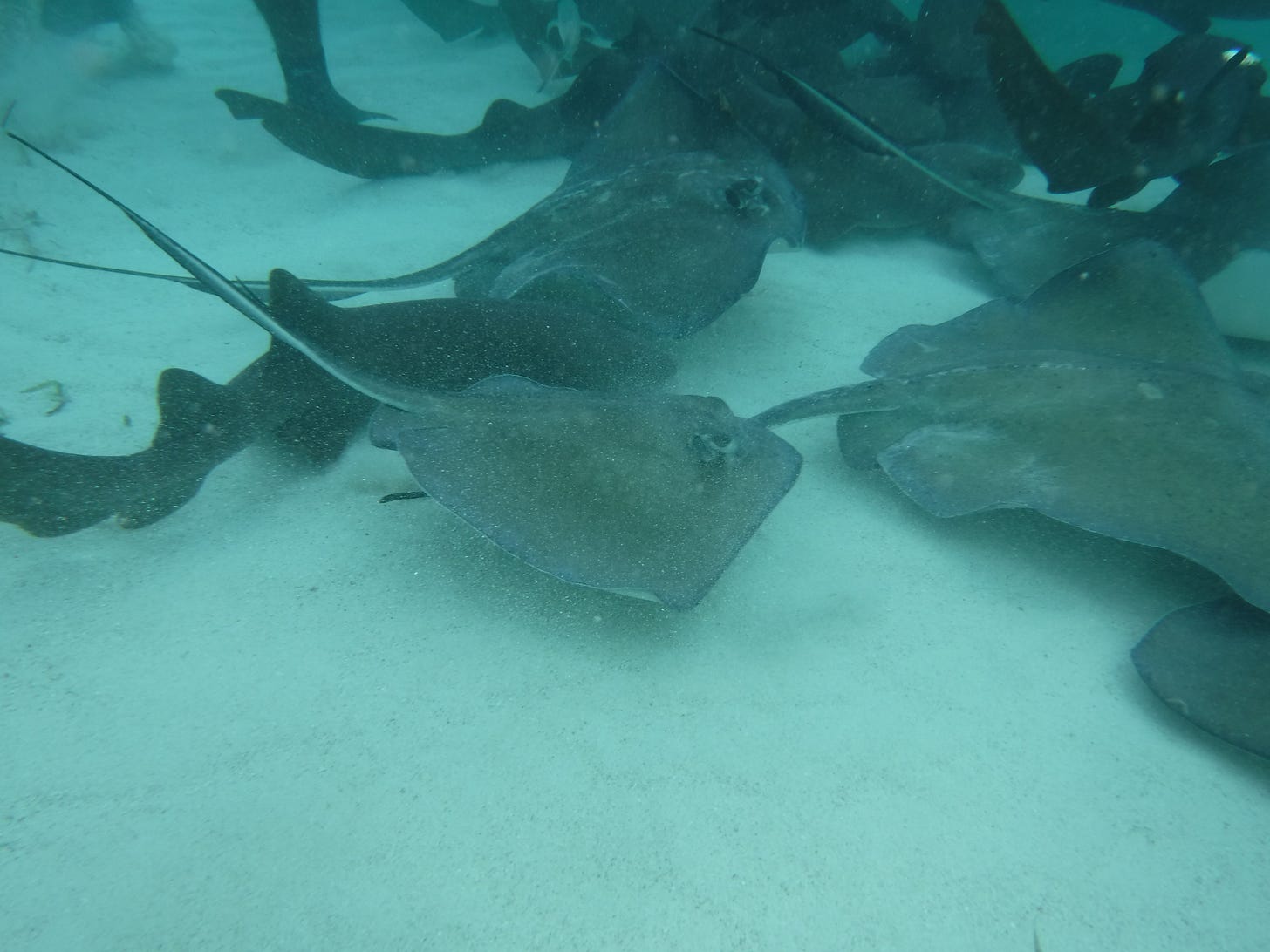 How to Get the Most Out of Your Shark Ray Alley Experience in Belize