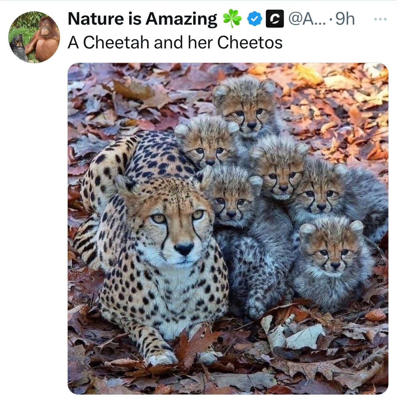 Just for Xeets and Giggles (06.22.24) - by Jay Kuo