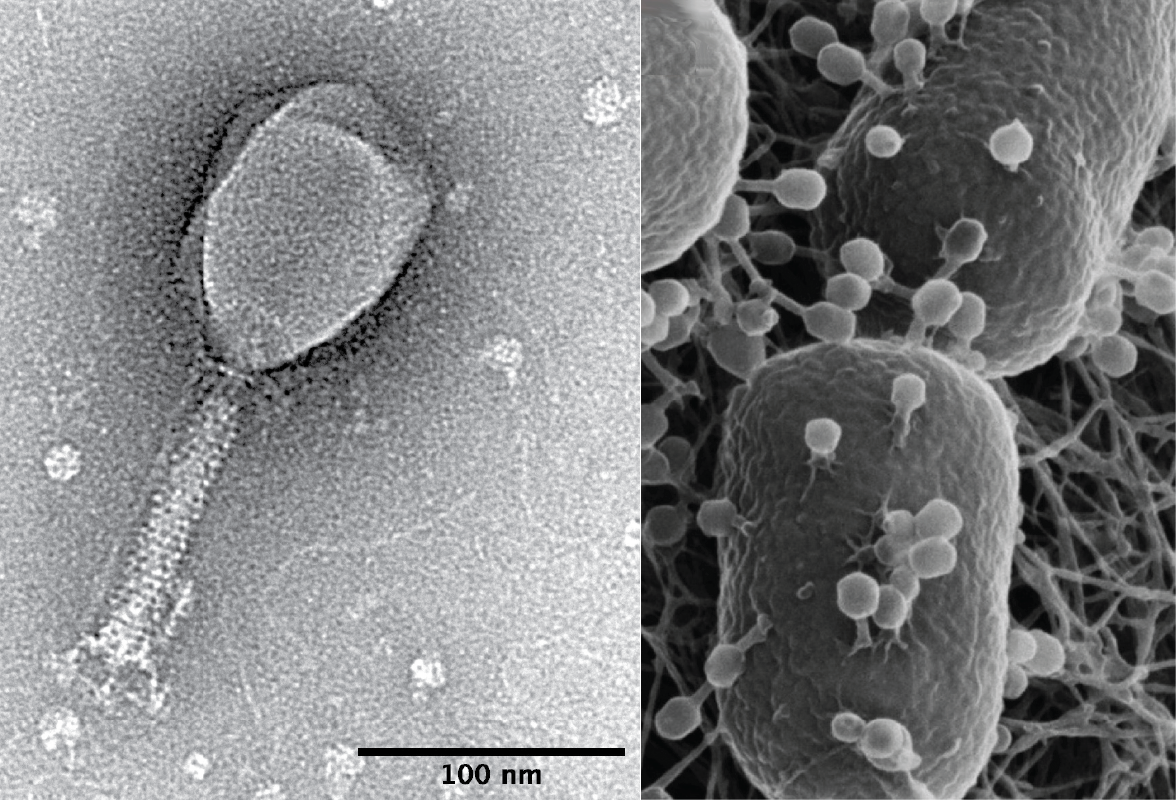 Scaling Phage Therapy - Asimov Press