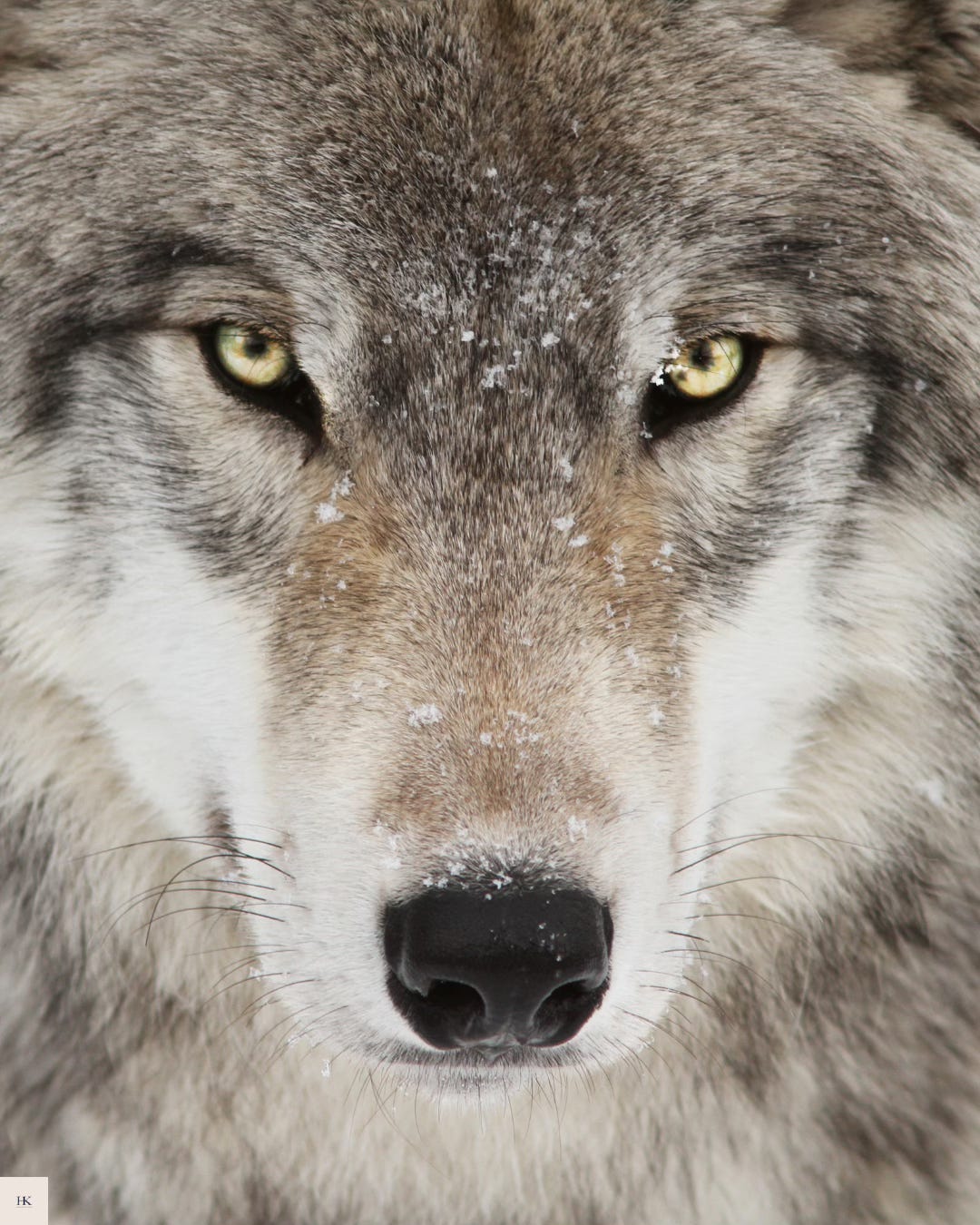 Is being a lone wolf a bad thing…? - by Harmesch Kaur