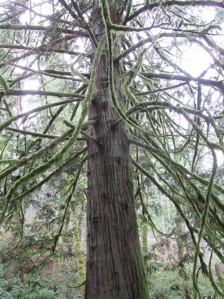 Akasha Tree - by Nowick Gray - New World Dreaming