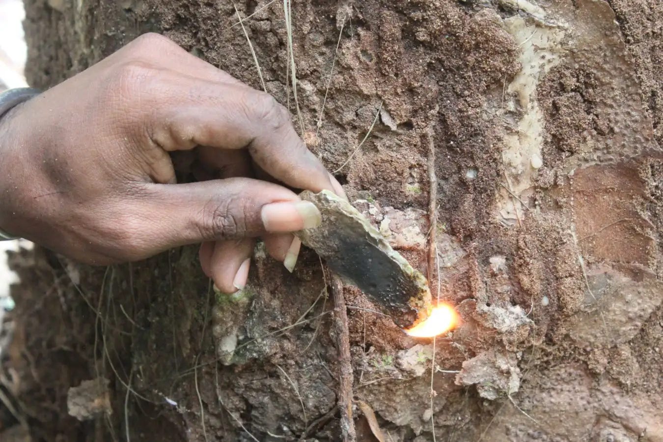 Humanity's Epic Journey to Australia Through an Ancient Resin Artifact