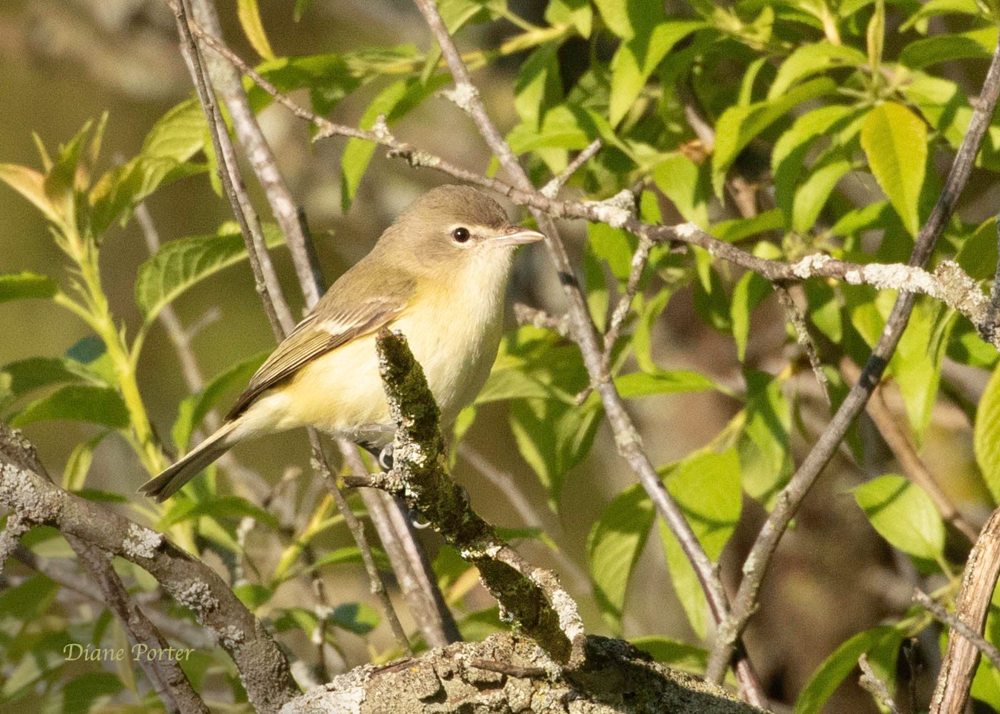 Bell's Vireo - by Diane Porter - My Gaia