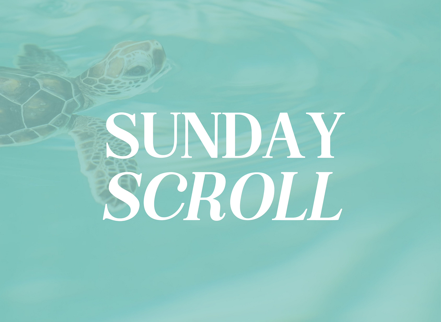 Sunday Scroll #12 - Emily Ley’s Substack