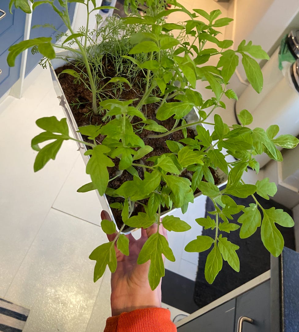 Spaced, Goop, courgettes - by Flo Dill