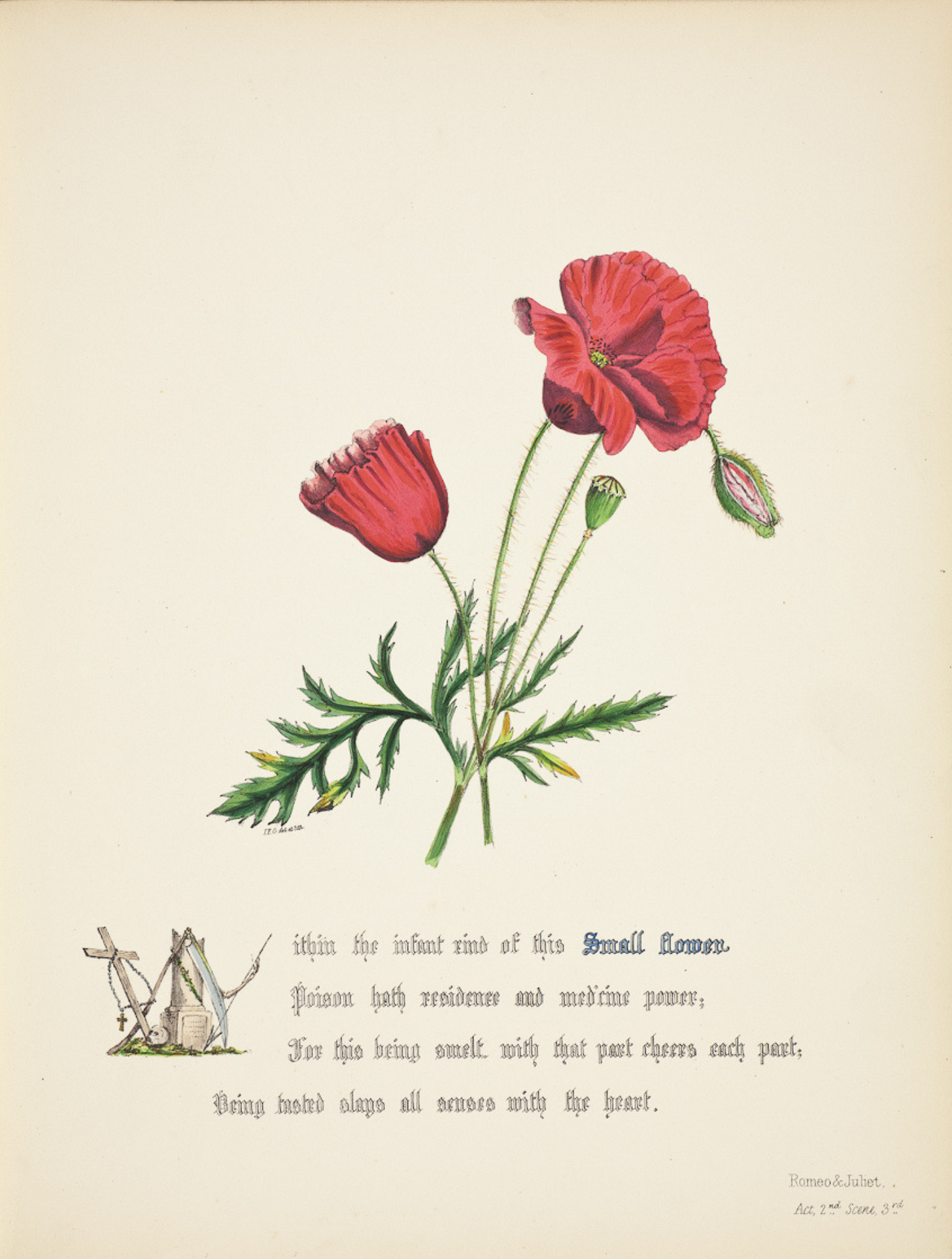 The Shakespeare Garden: Jane Elizabeth Giraud's Posies and Elizabethan ...