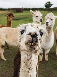 On the Beat With the Alpaca Fraud Squad – HumorOutcasts.com