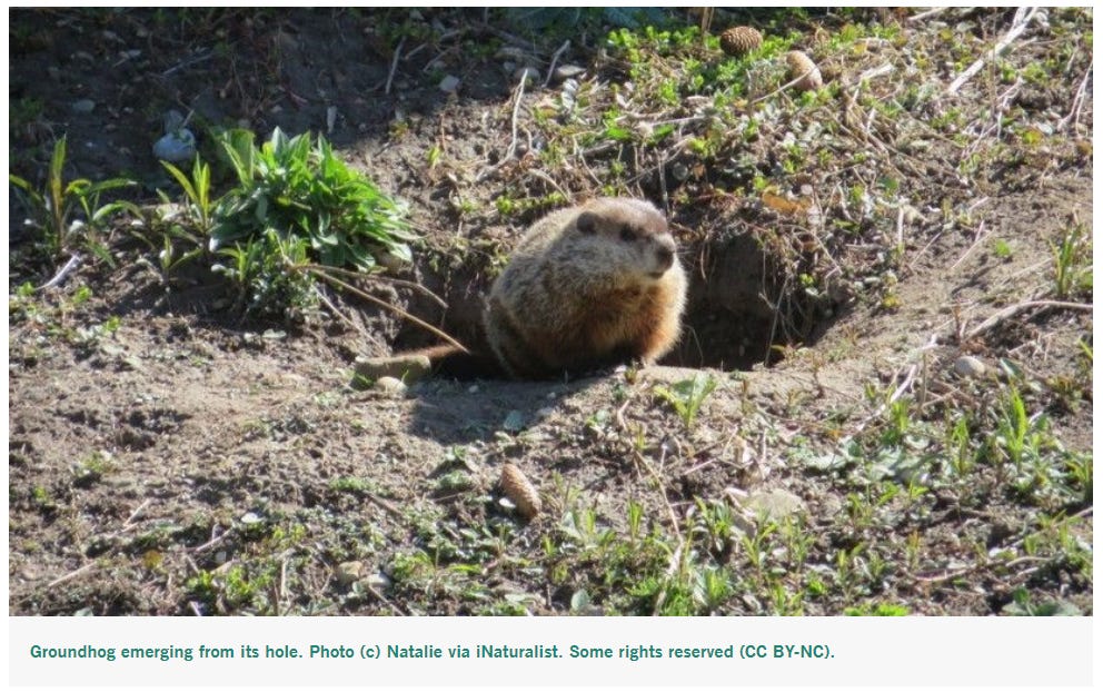 Where does all the dirt from a groundhog tunnel go?