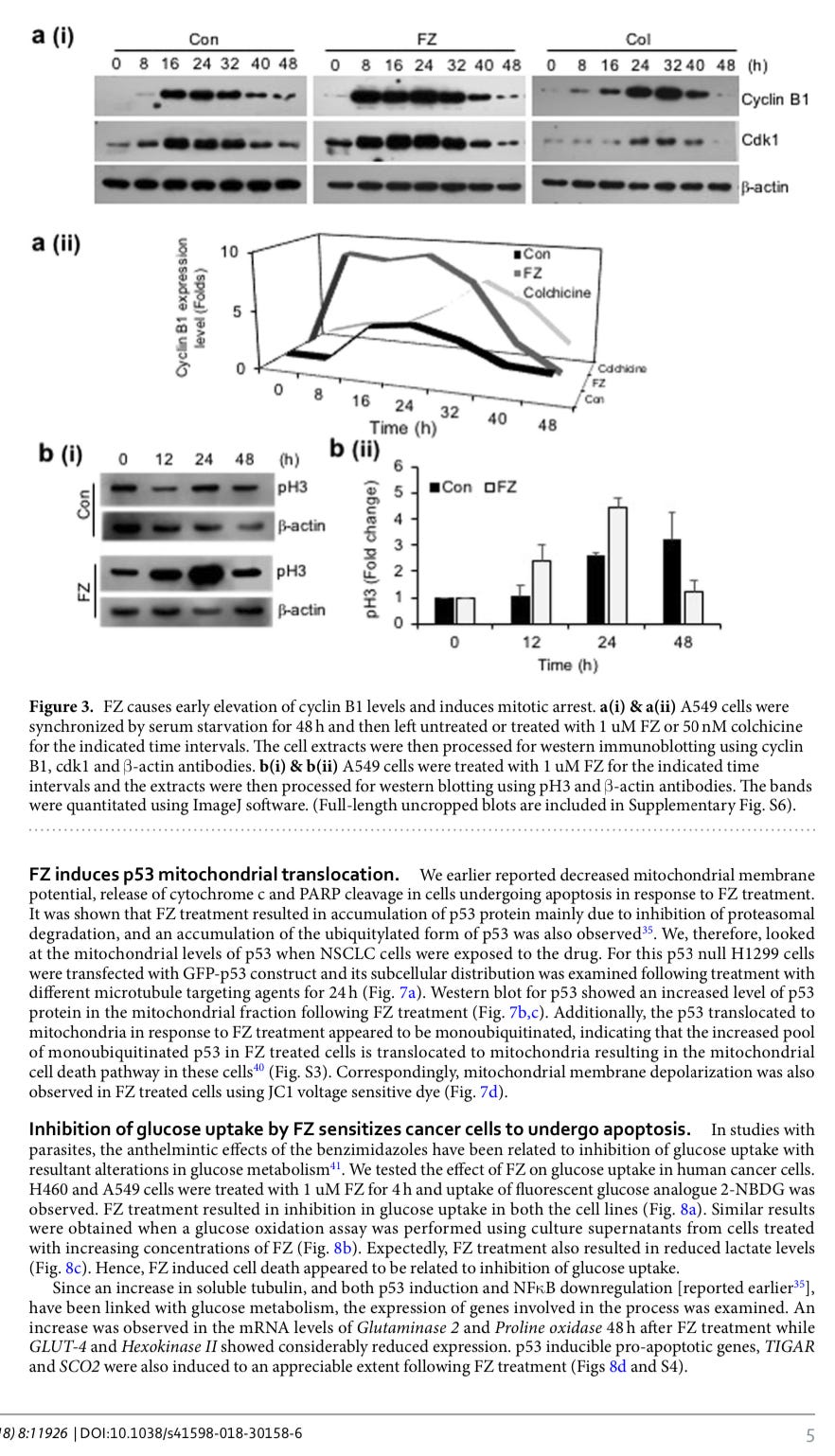 The Joe Tippins Cancer Protocol - by Dr Margaret Aranda