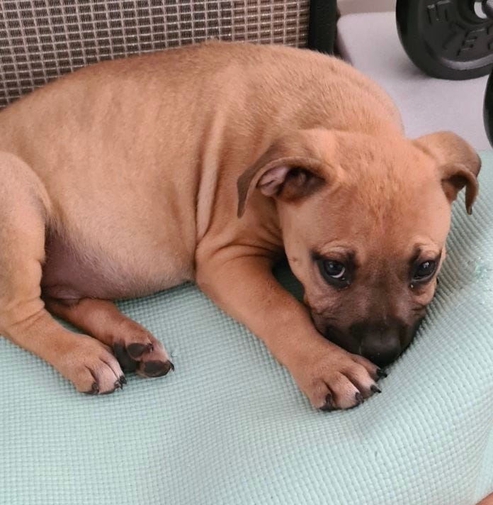 How fossil fuels mutated Milton - by Arielle Samuelson