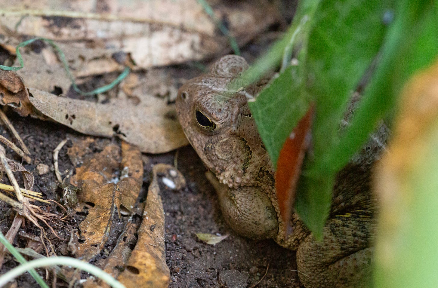 How a Garden Toad Turned a Pest Outbreak into a Buffet