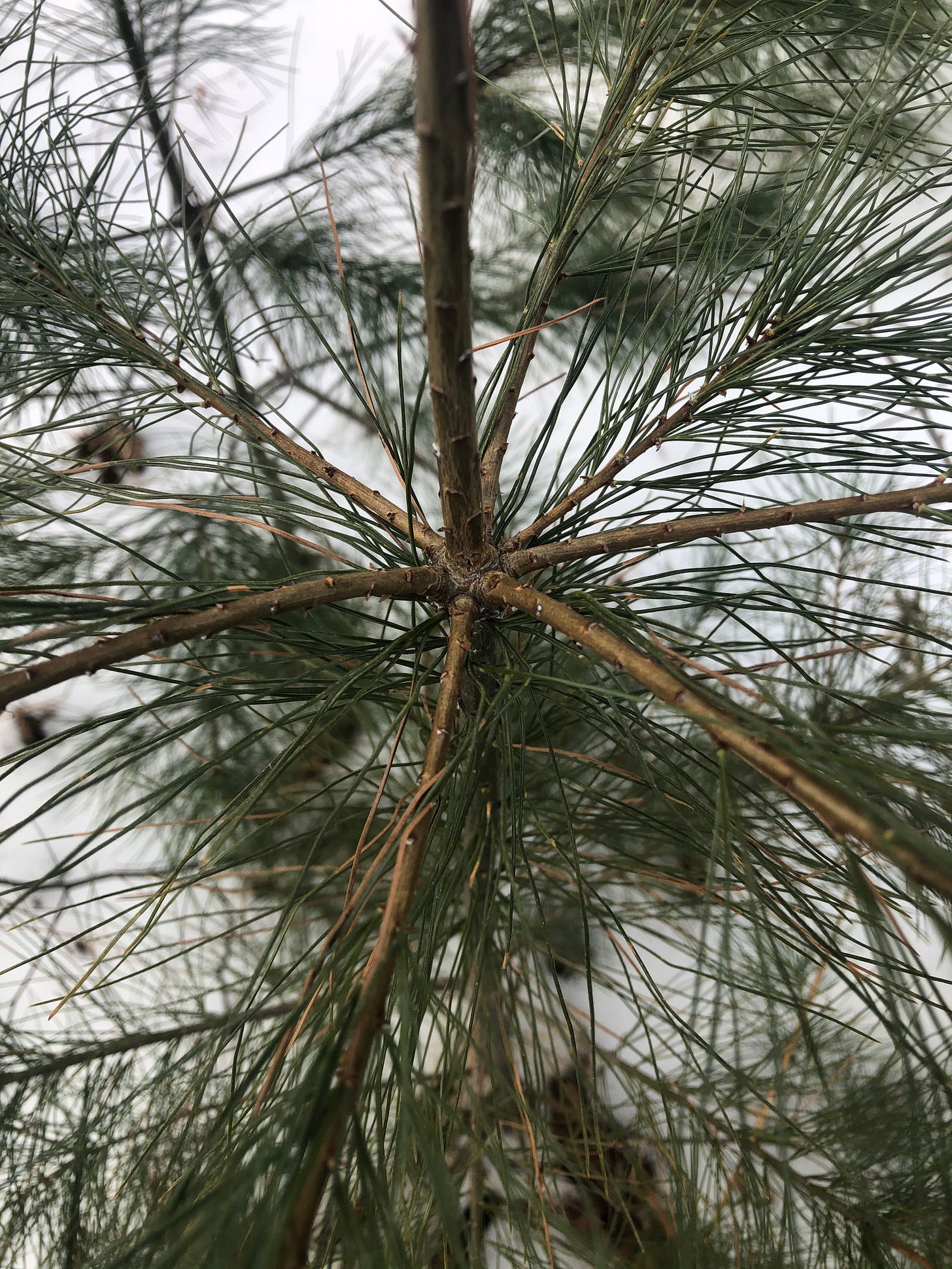 The 3 B's of winter plant ID - by hannah schiller