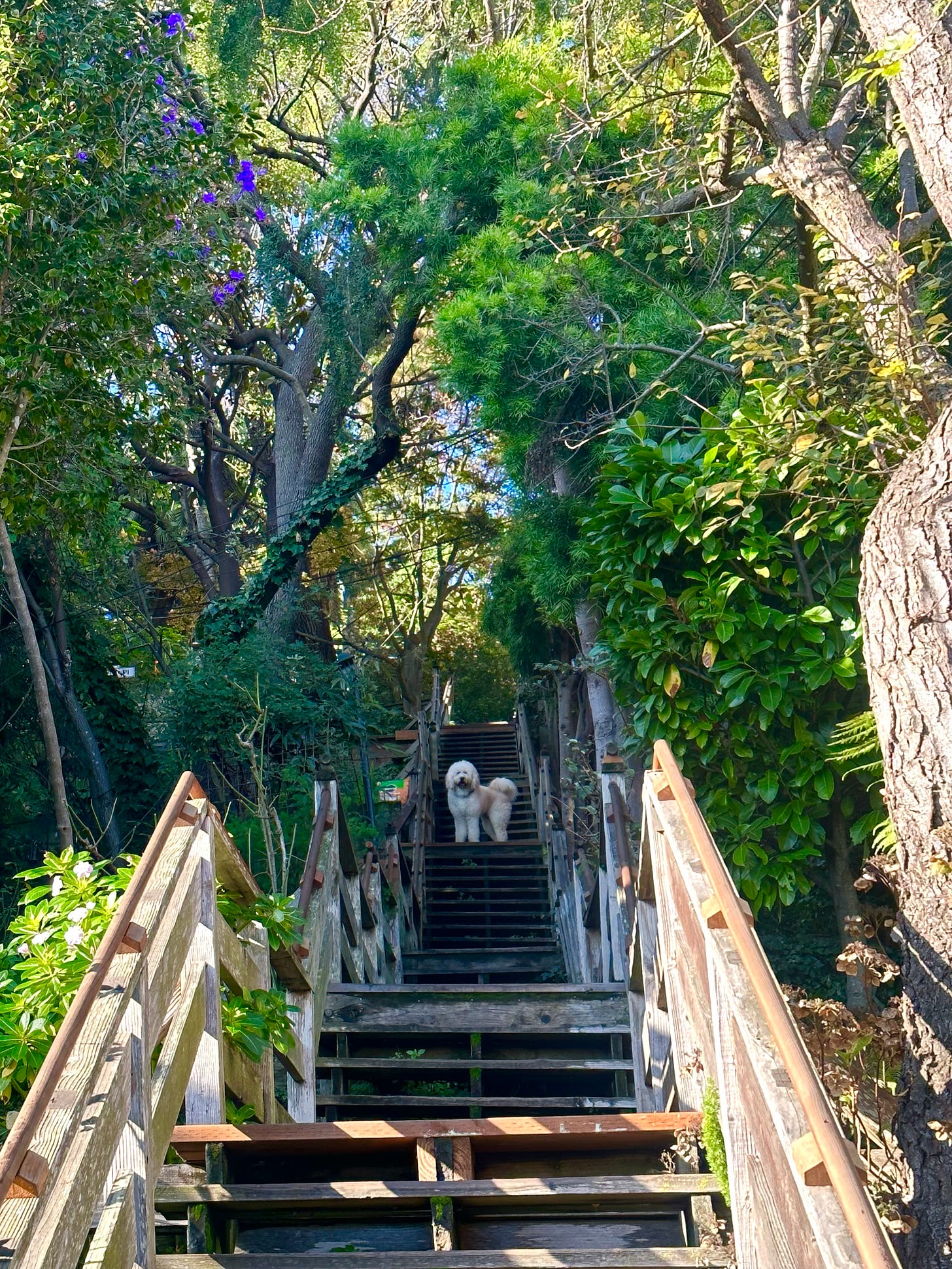 bookbear express | Ava | Substack