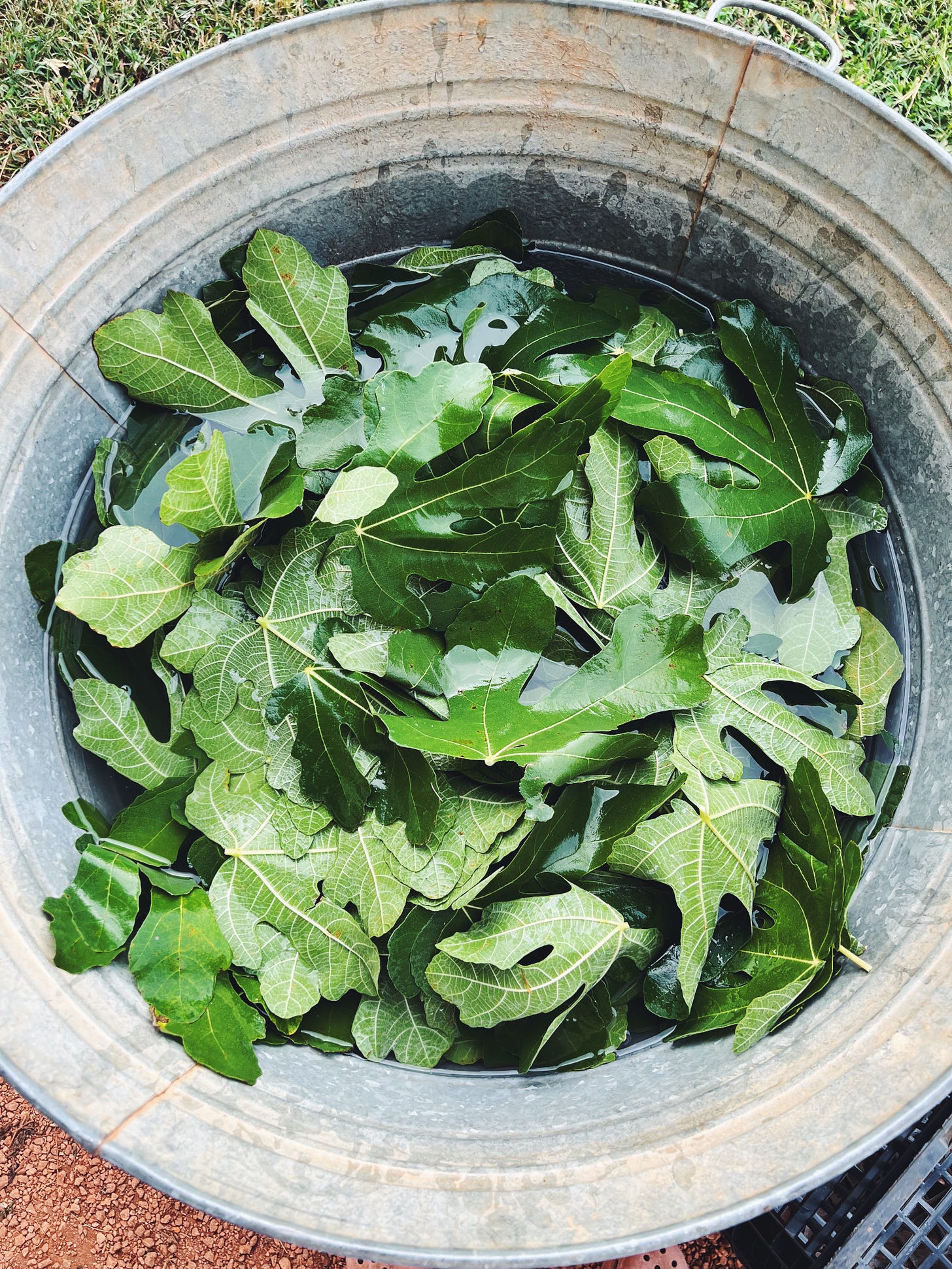 Kitchen Notes: Fig Leaves and Their Use