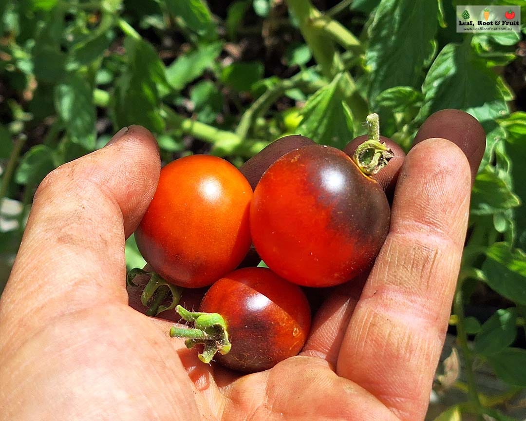 February 2025 Planting Guide and Garden Update