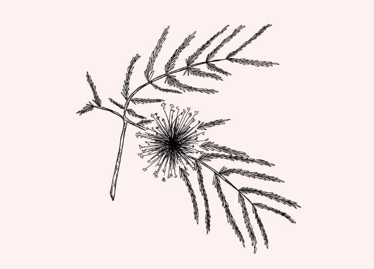 The Botanical World is Full of DMT 🌱