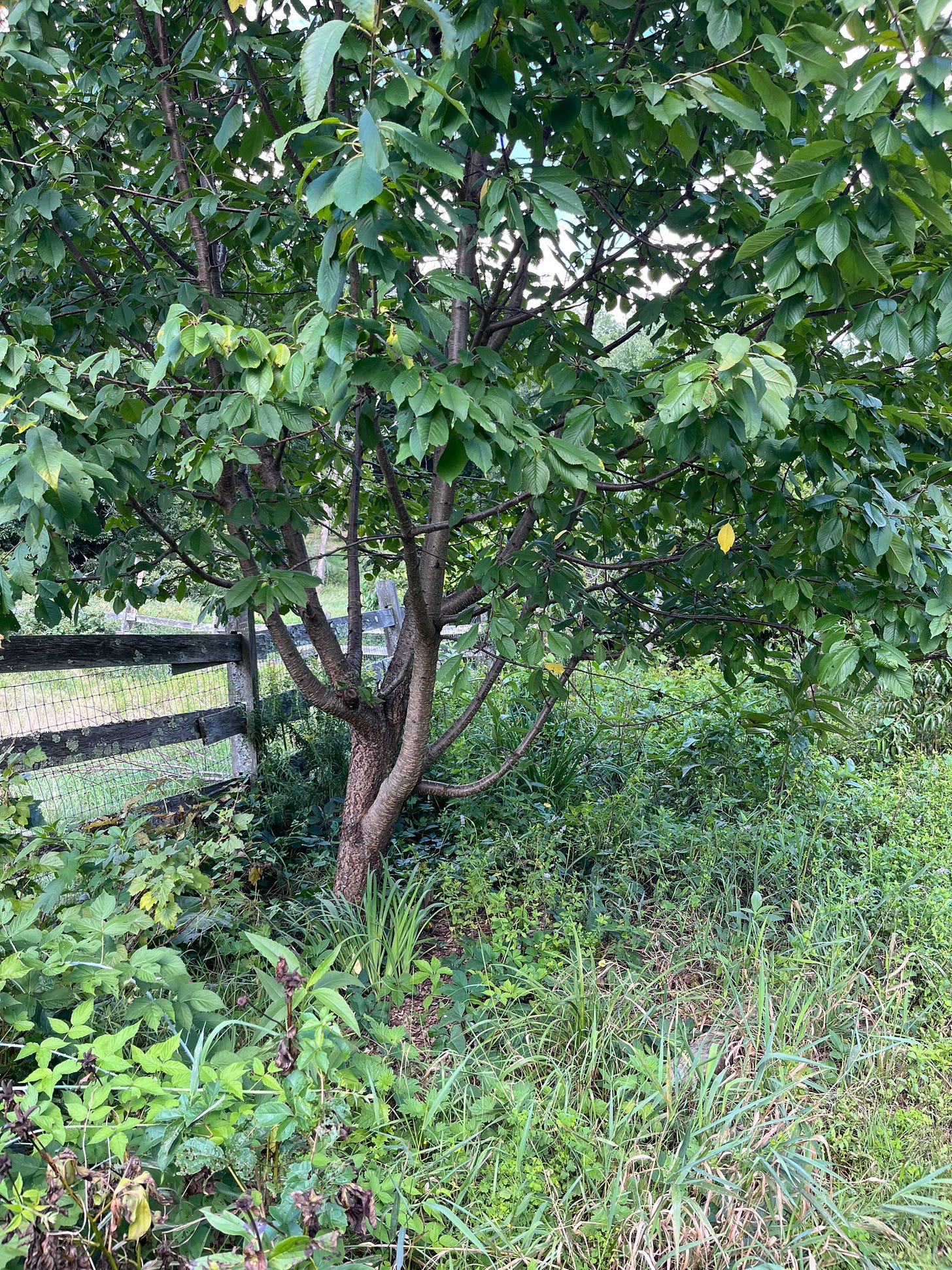 Creating a tree guild - by Gretchen at Backyard Farming