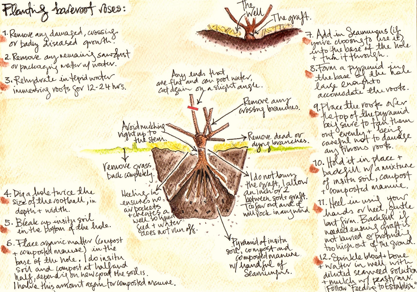 The Rose Garden Guide: Part 1 - The Garden at Moorfield