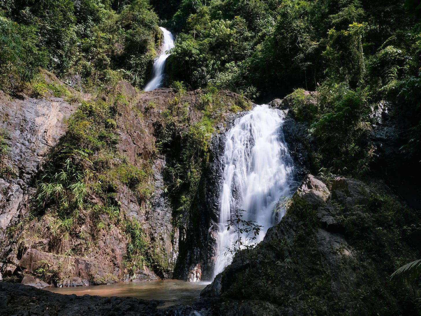 Mushroom Hunting at Khao Phanom Bencha National Park | Krabi, Thailand