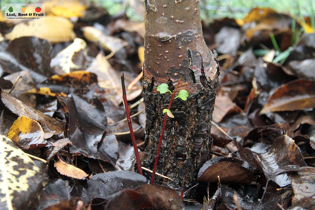 Buying Fruit Trees: The Importance of Choosing the Right Rootstock