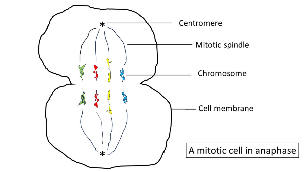 The fate of transferred mosaic embryos - by Dr. Huang