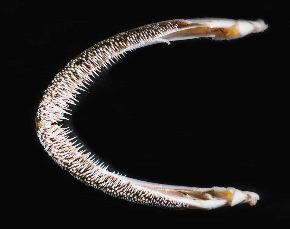 The Vanishing Legacy of Dhaka Muslin - Brown History