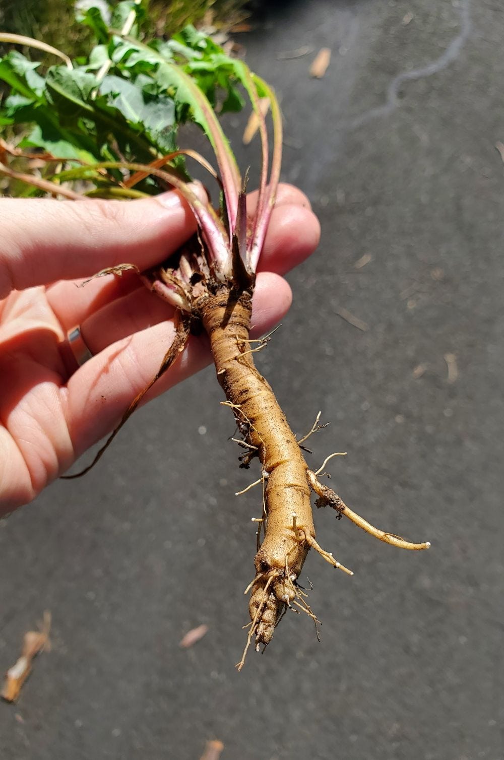 Dandelion - by J.P. - Bush Food Forager