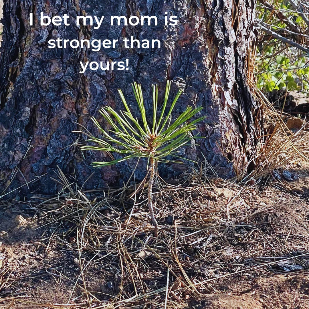 Celebrating Tree Moms - The Trees Telling Stories Substack