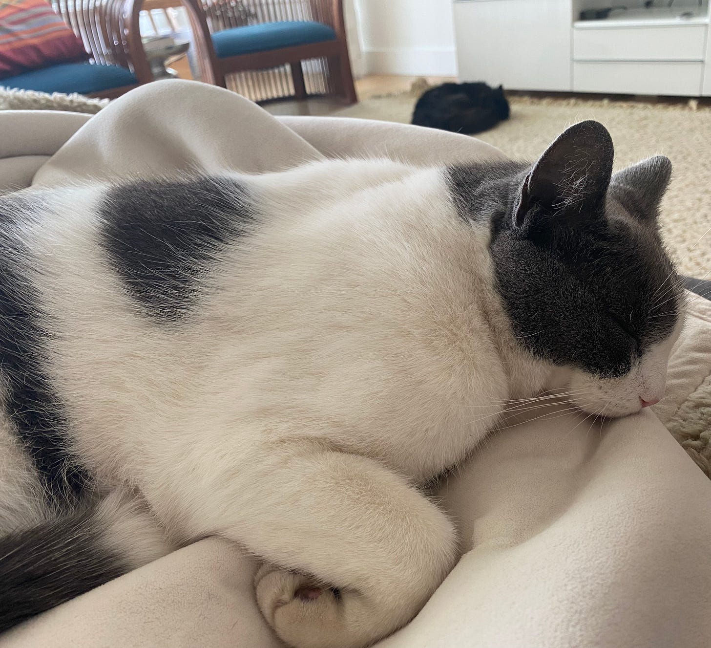 This substack has gone to the cats