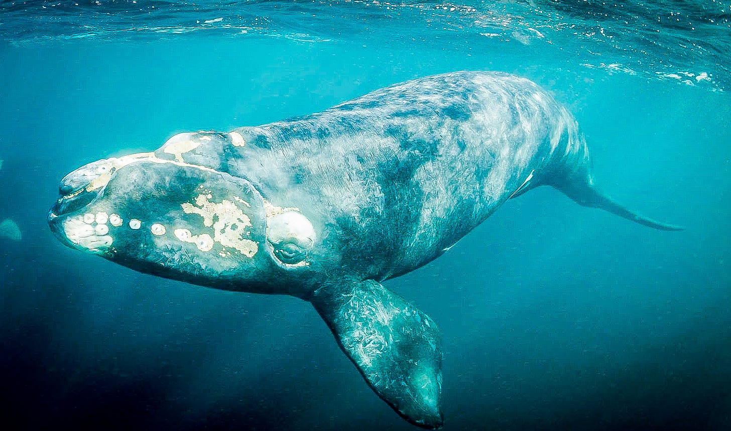Why Environmentalists May Make This Whale Species Extinct