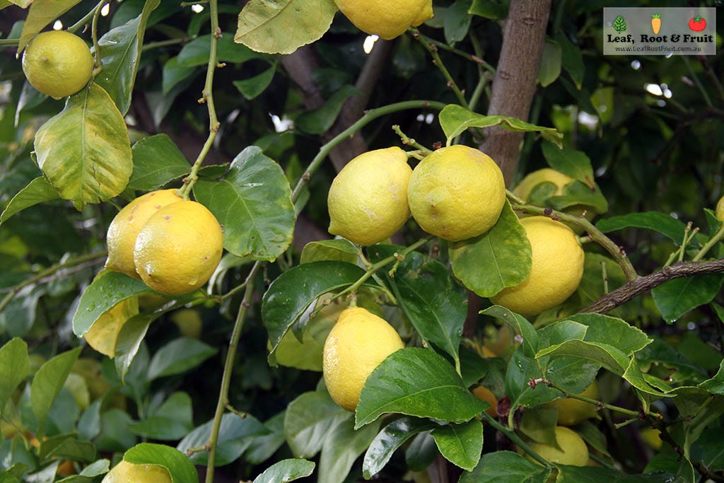 June 2023 Planting Guide and Garden Update