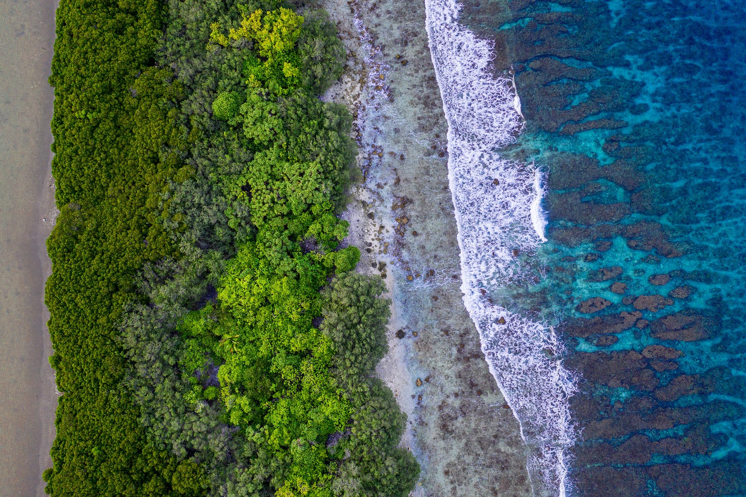 Algae, the wonder "plant" that could help decarbonise aviation