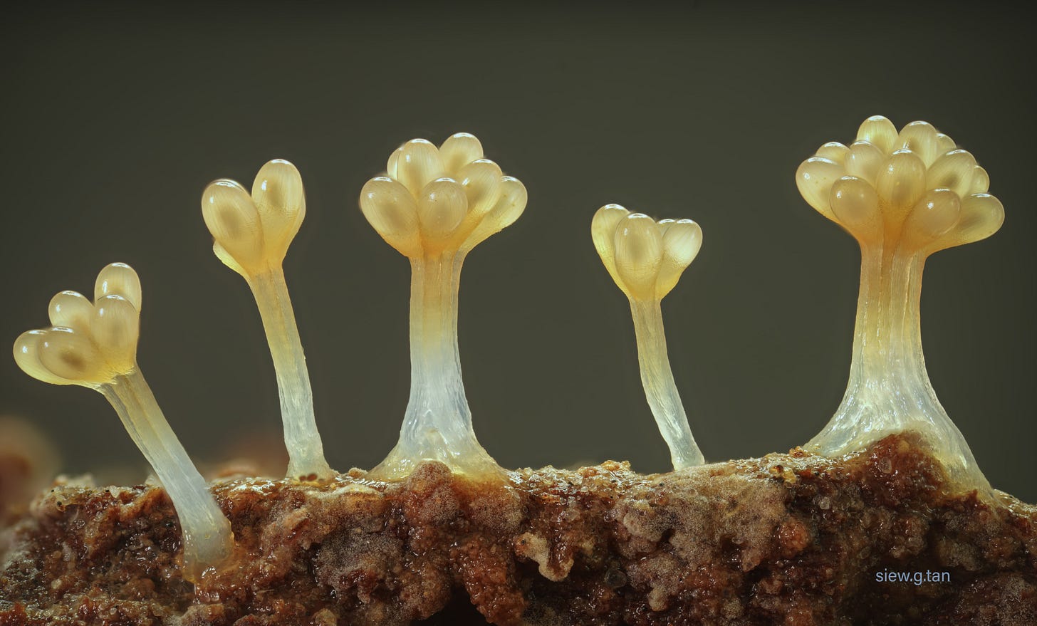 Bringing Slime Molds Into Focus: Myxomycete Photography with Gim Siew Tan
