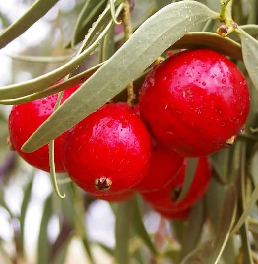Let’s talk about native food – Bush food Bush Tucker Taste Australia ...